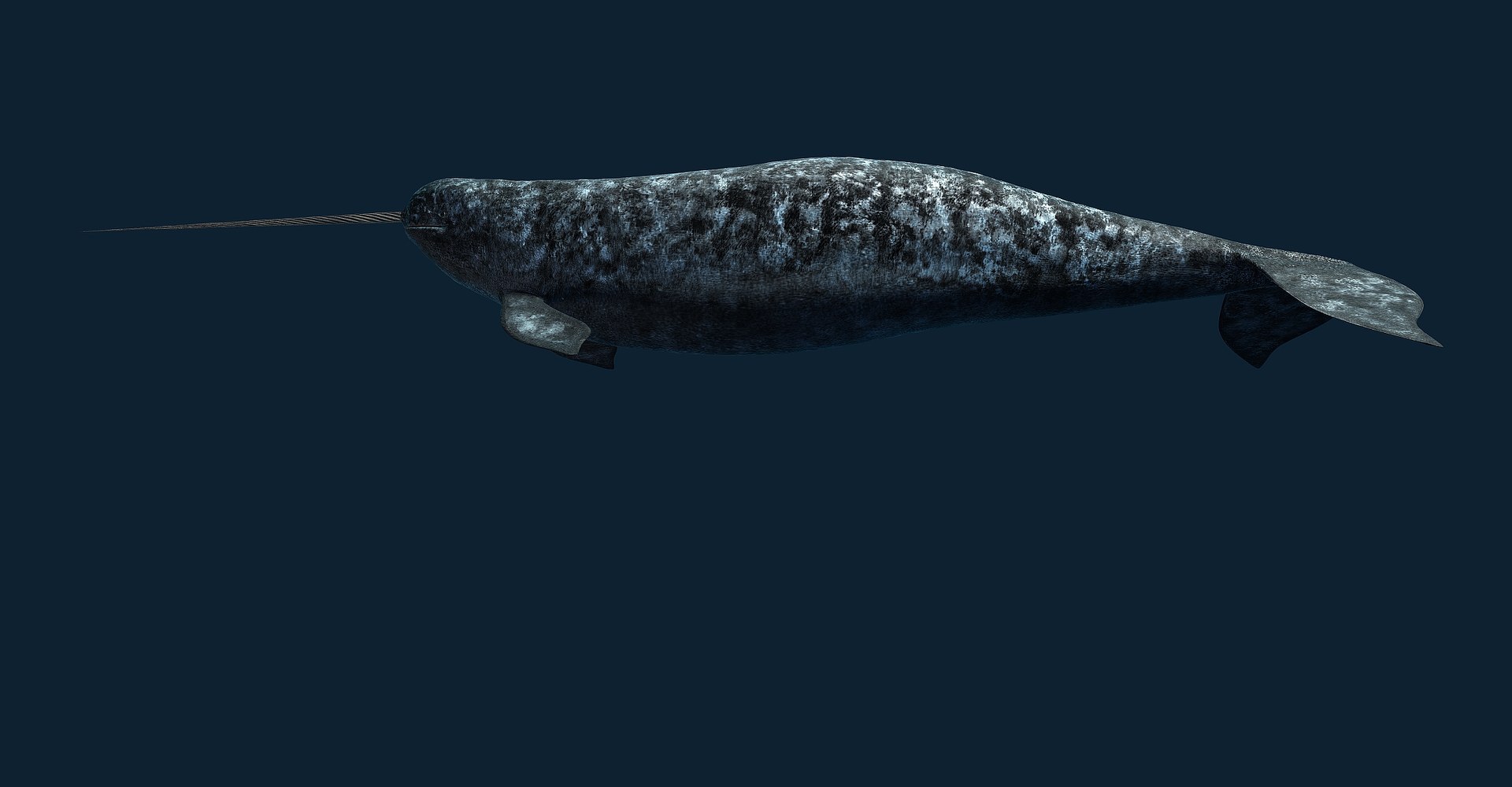 Lwo Narwhal Whale