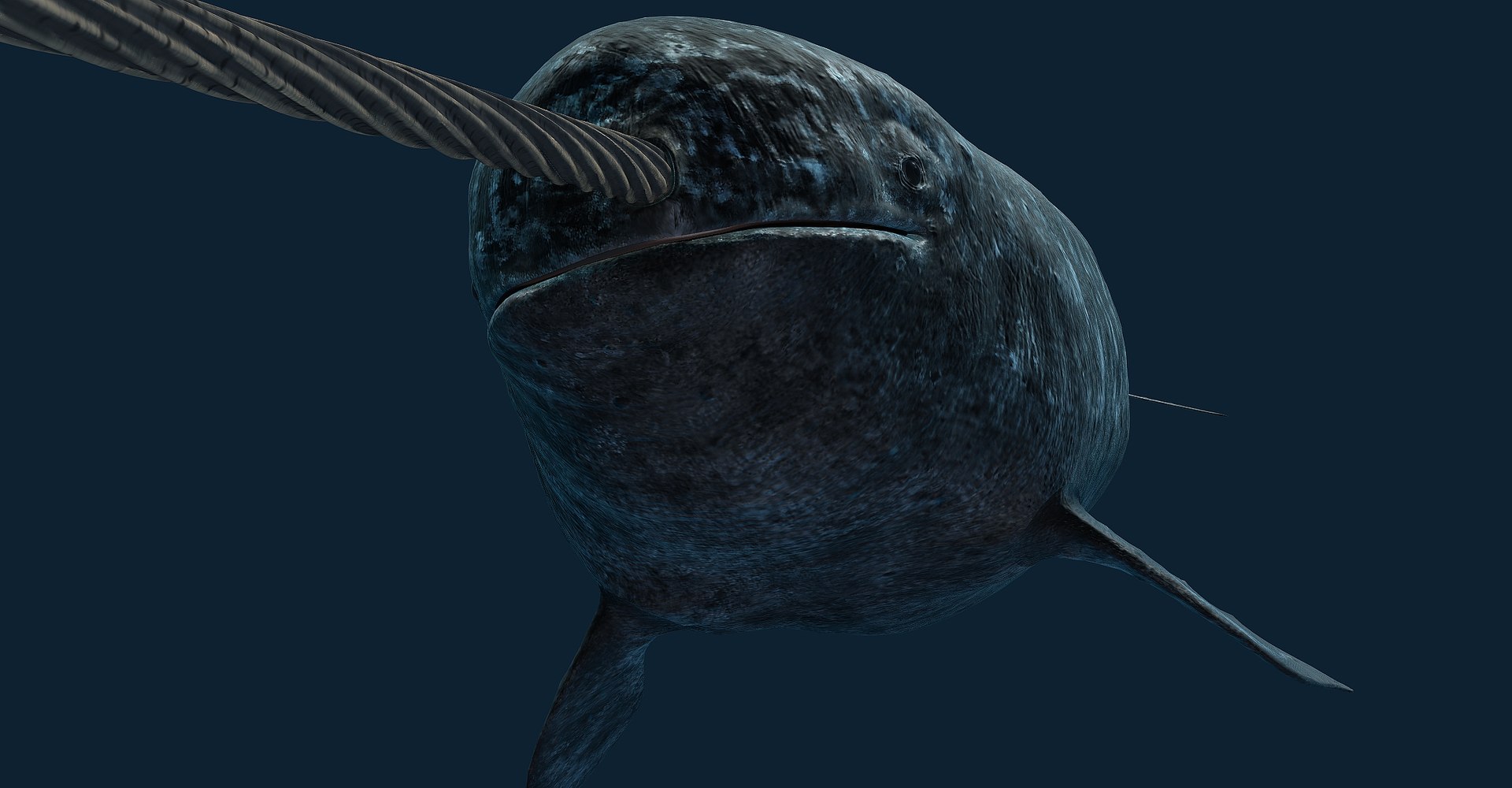 Lwo Narwhal Whale
