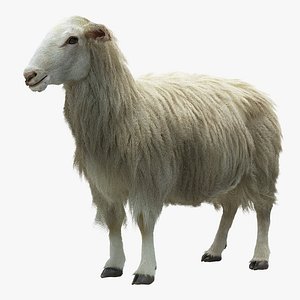 3d Model Of Sheep Realistic