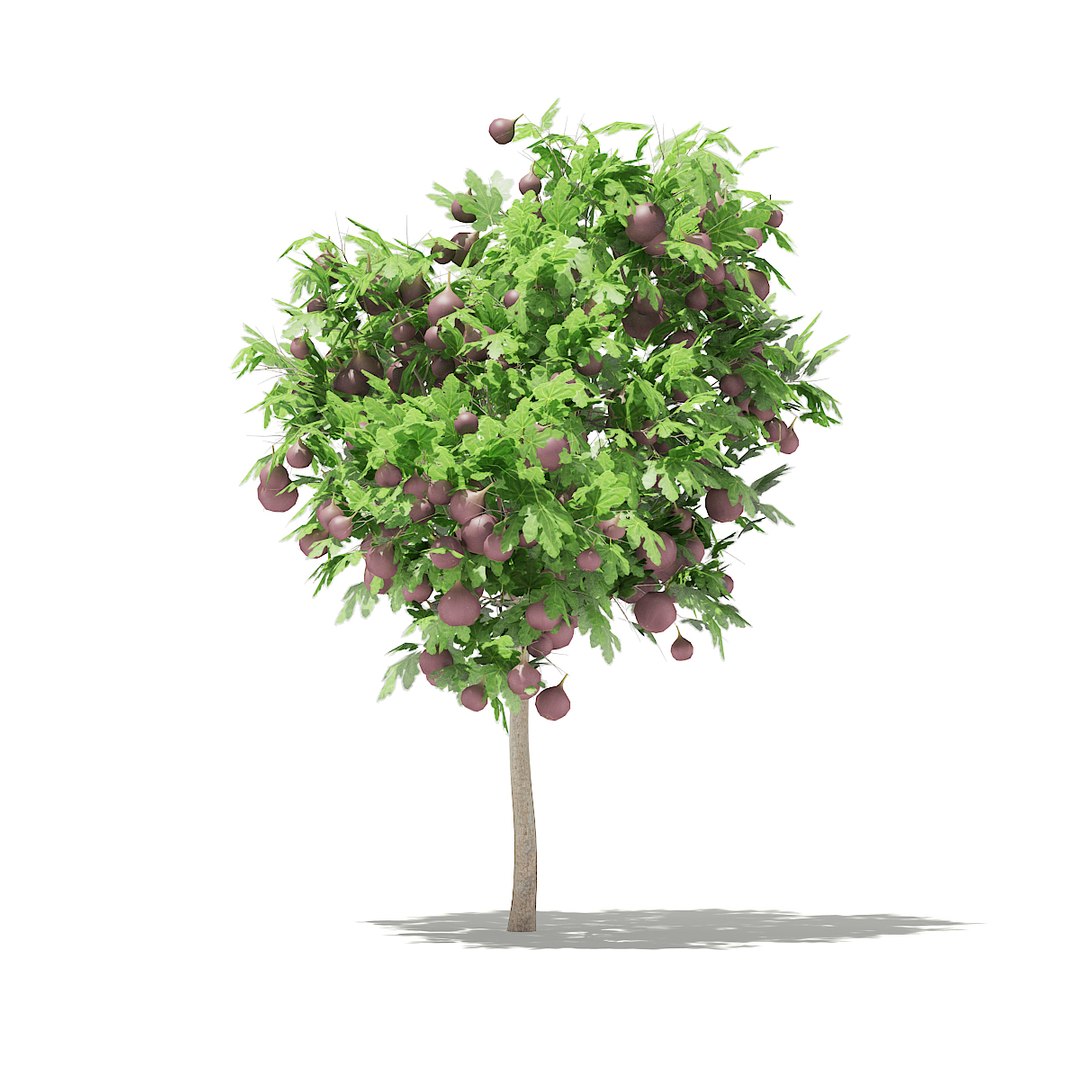 Common Fig Tree Fruits Model - TurboSquid 1305720