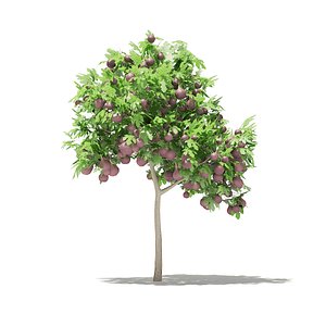 3D avocado tree fruits 2 - TurboSquid 1305229