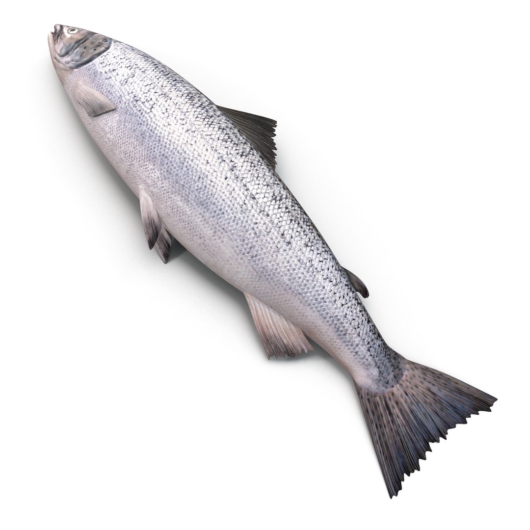 Atlantic Salmon 3d Model