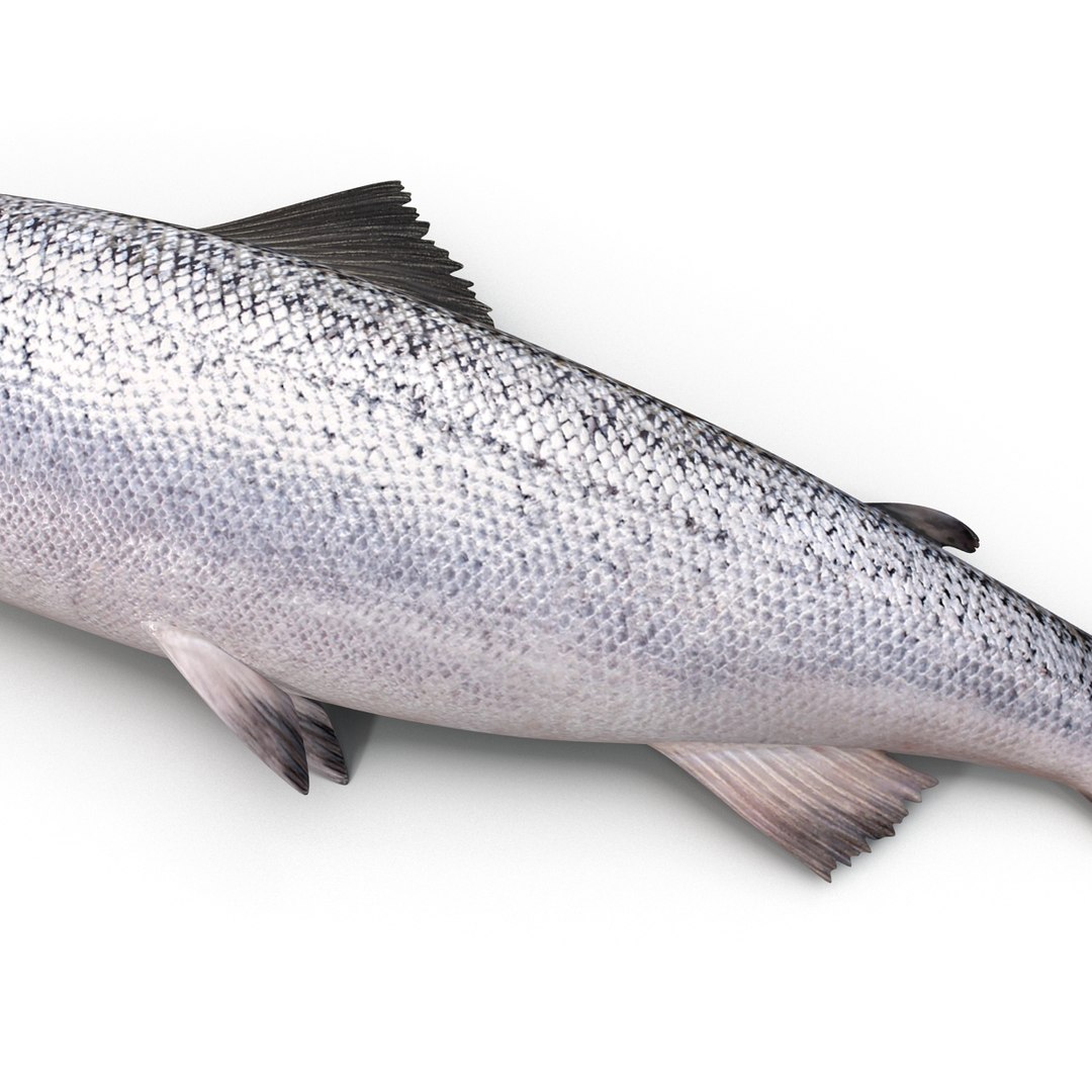 Atlantic Salmon 3d Model