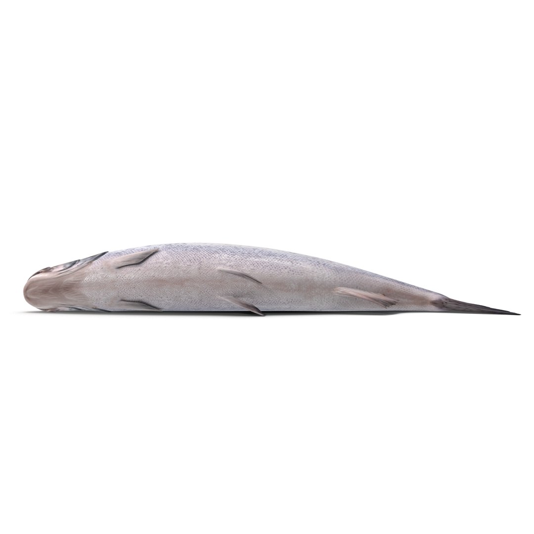 Atlantic Salmon 3d Model