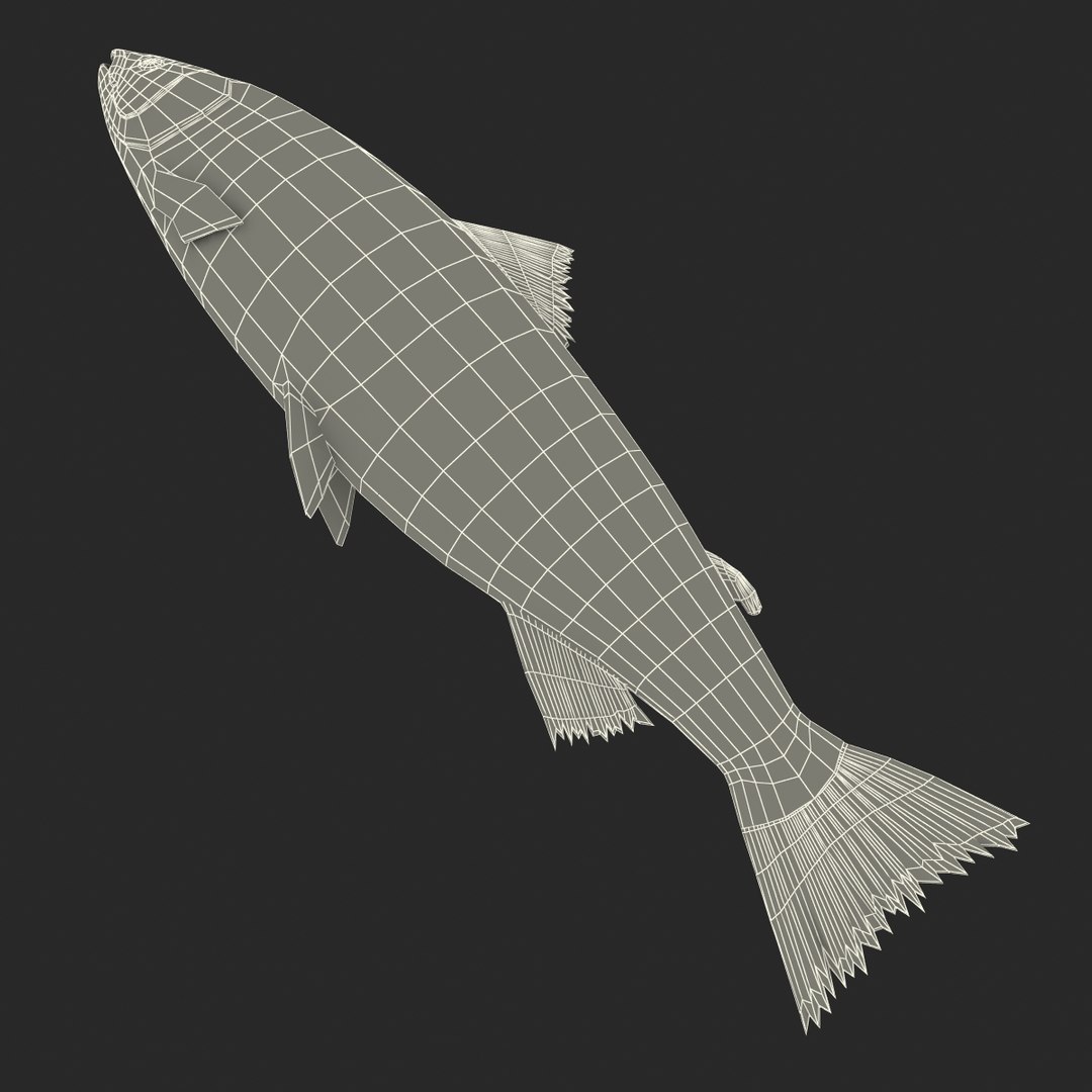 Atlantic Salmon 3d Model