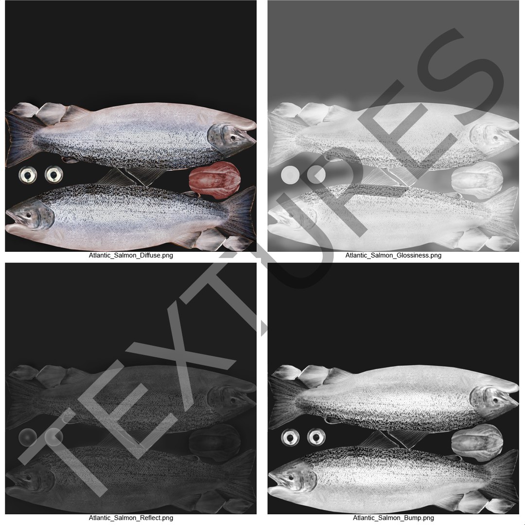 atlantic salmon 3d model