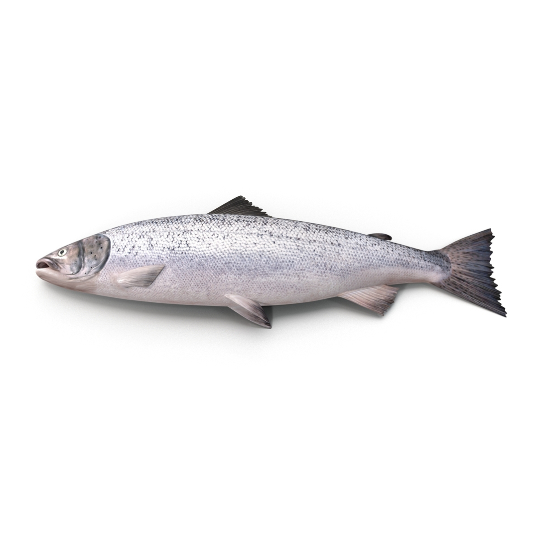 Atlantic Salmon 3d Model