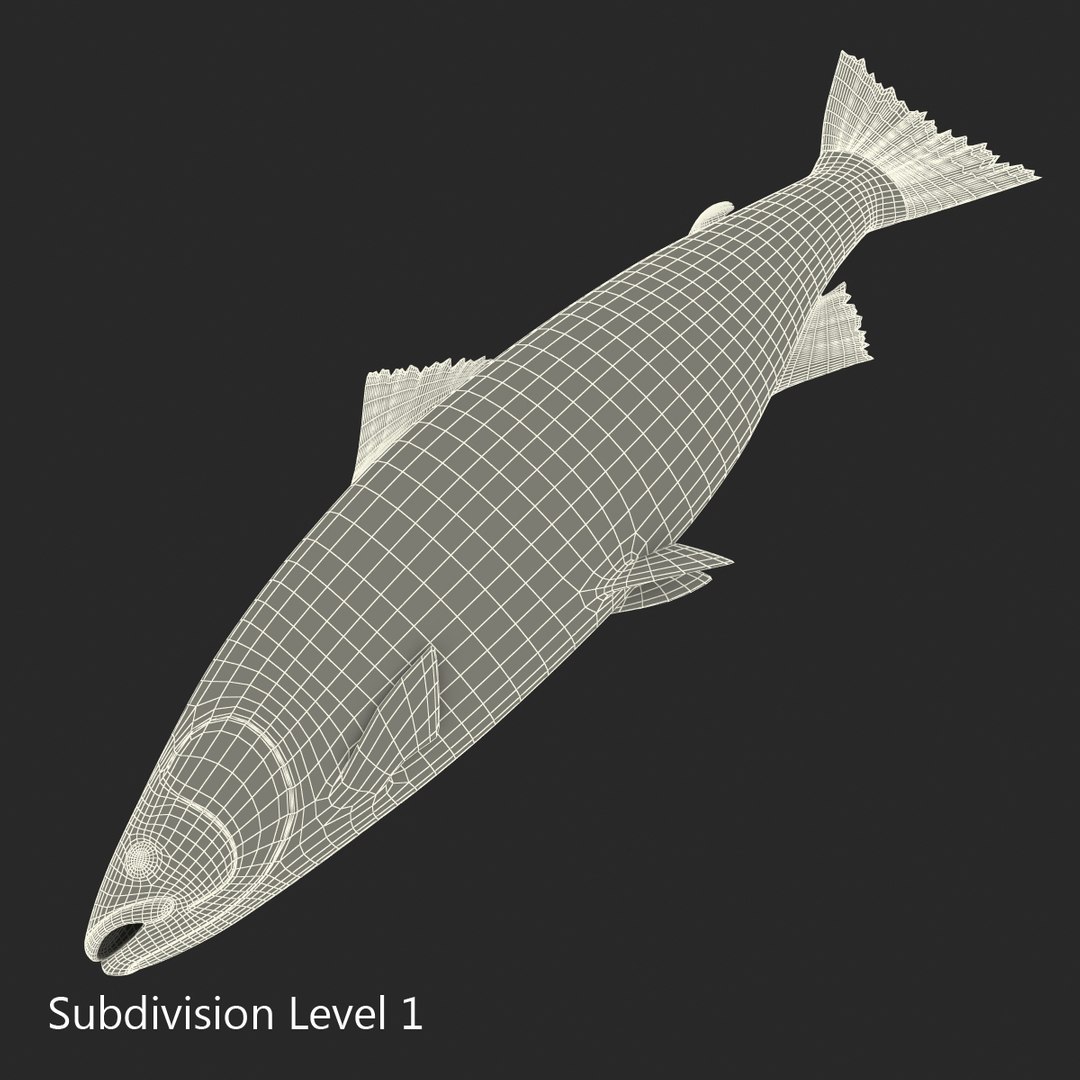 atlantic salmon 3d model