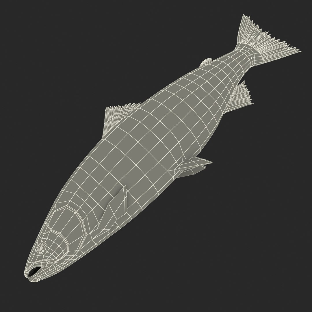Atlantic Salmon 3d Model