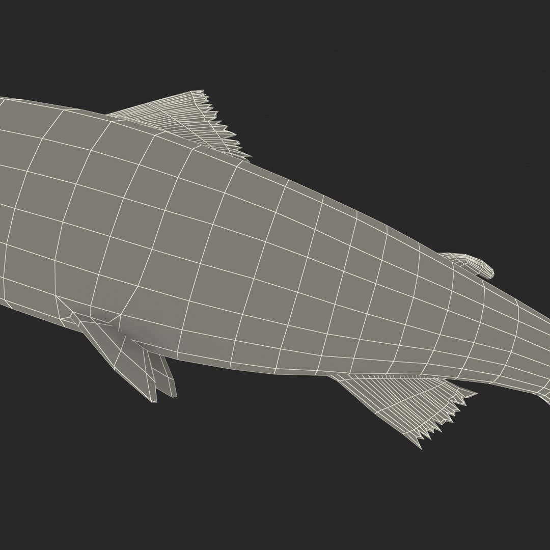 atlantic salmon 3d model
