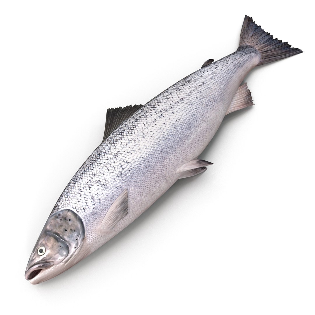 Atlantic Salmon 3d Model