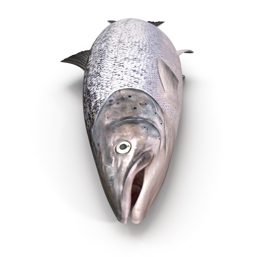 Atlantic Salmon 3d Model