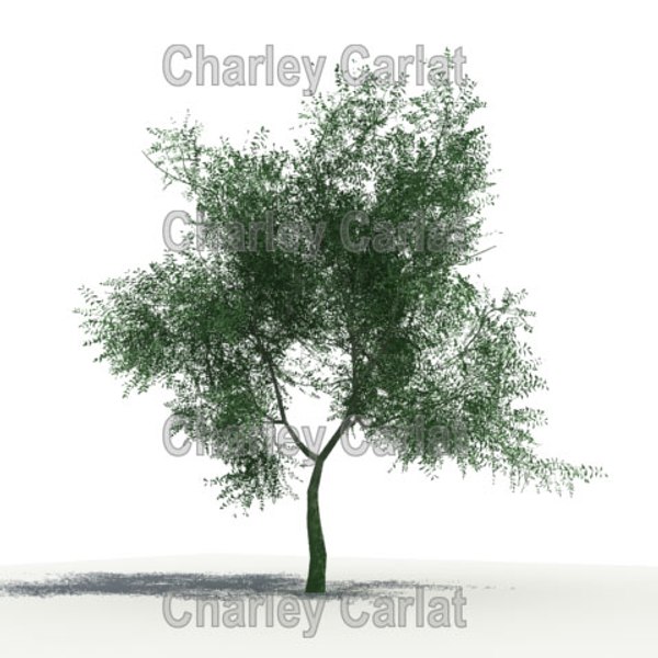 maya texas mountain laurel