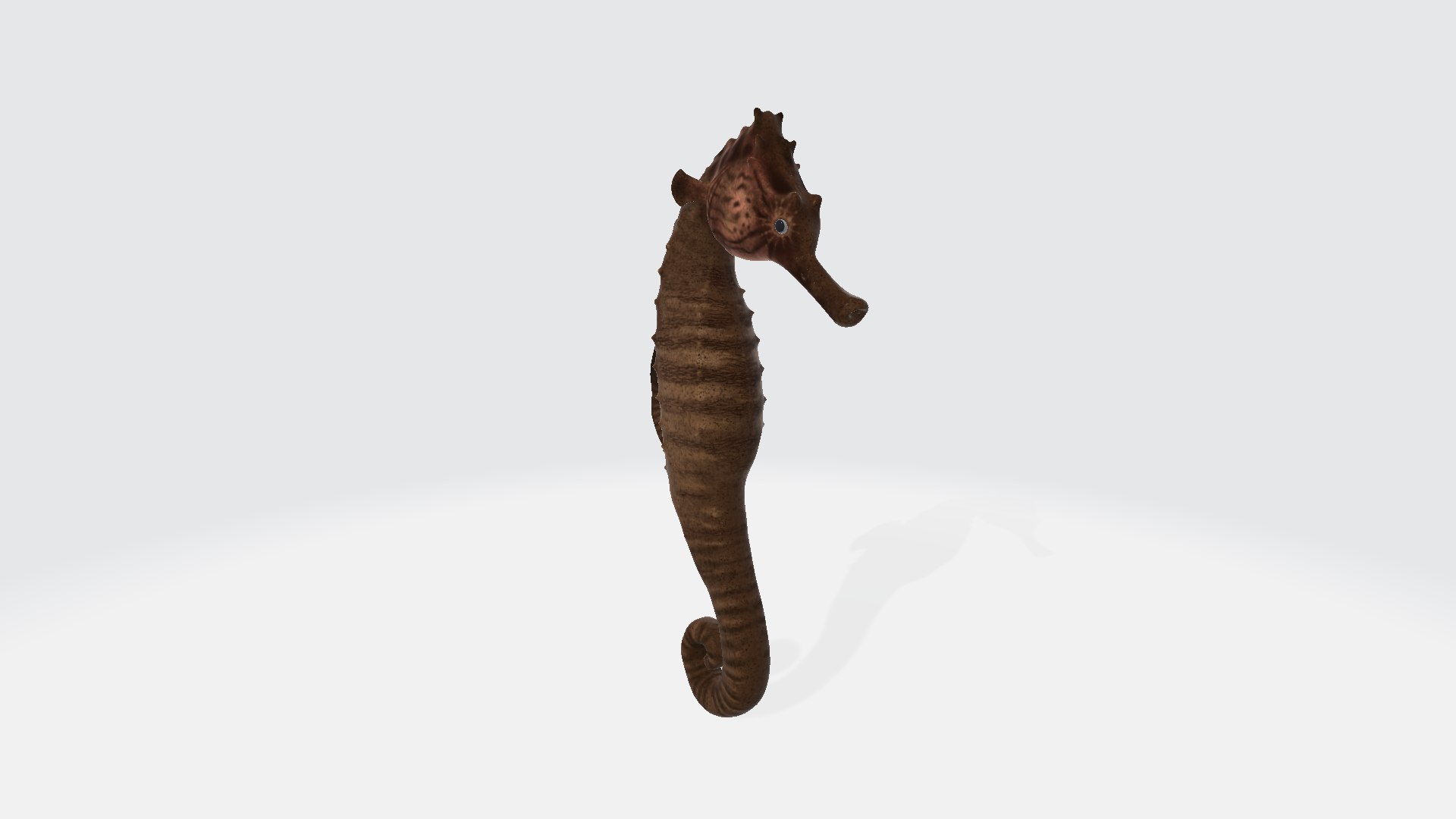 Free 3D Model Sea Horse - TurboSquid 2294941