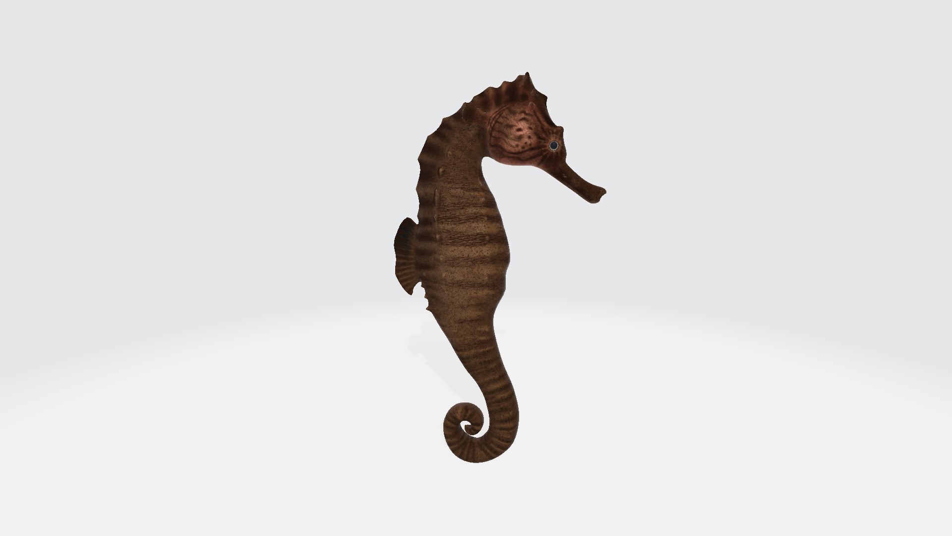 Free 3D Model Sea Horse - TurboSquid 2294941