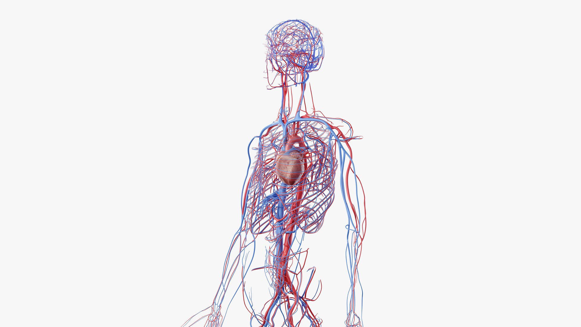 3D Skin Obese Male Skeleton Model - TurboSquid 1510125