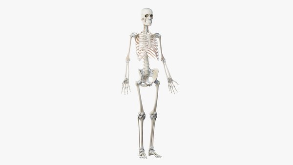 Pele, esqueleto e sistema vascular masculino obeso Modelo 3D ...
