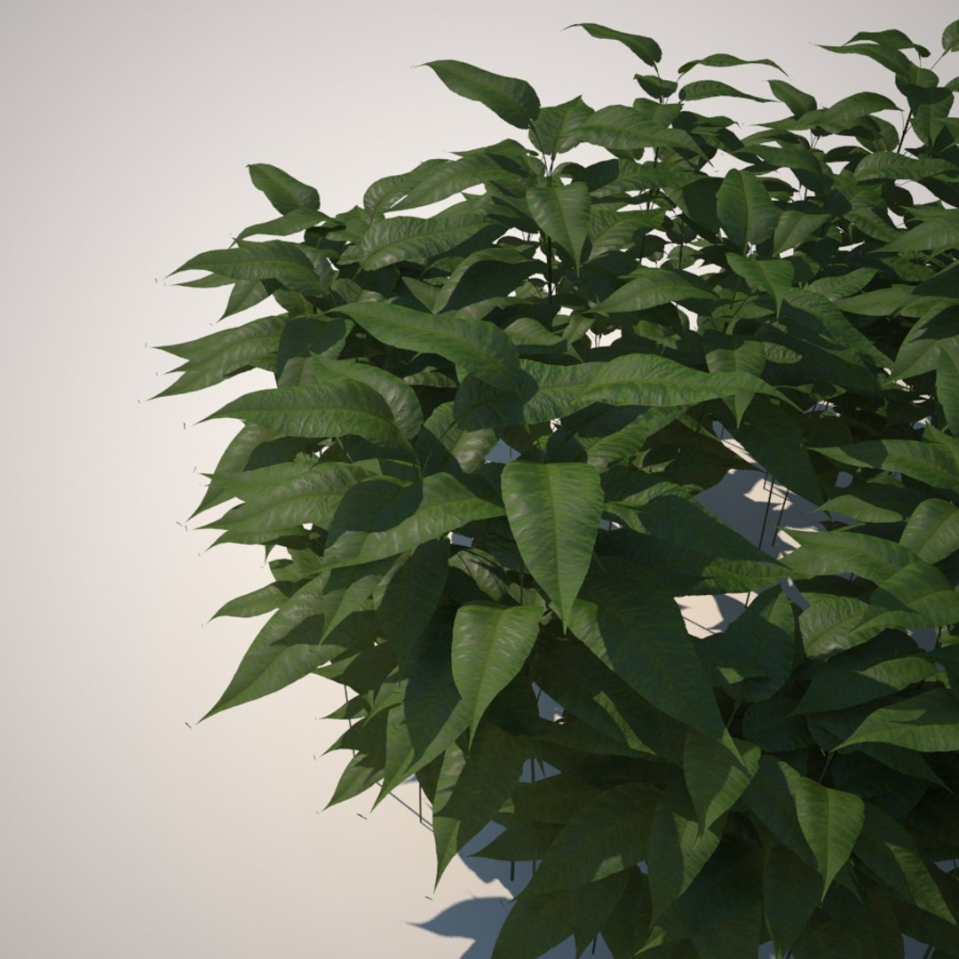 3ds Max Plant Cover Ground