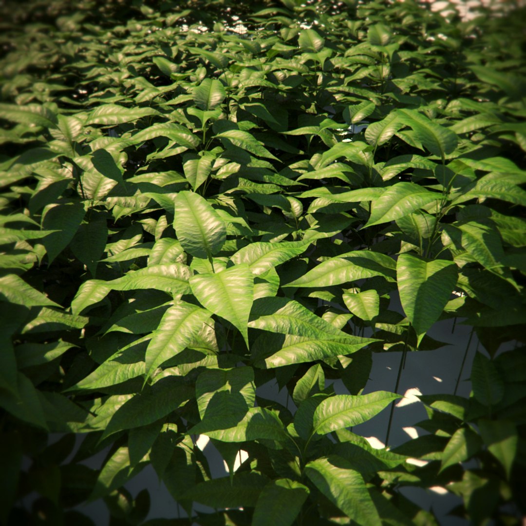 3ds Max Plant Cover Ground