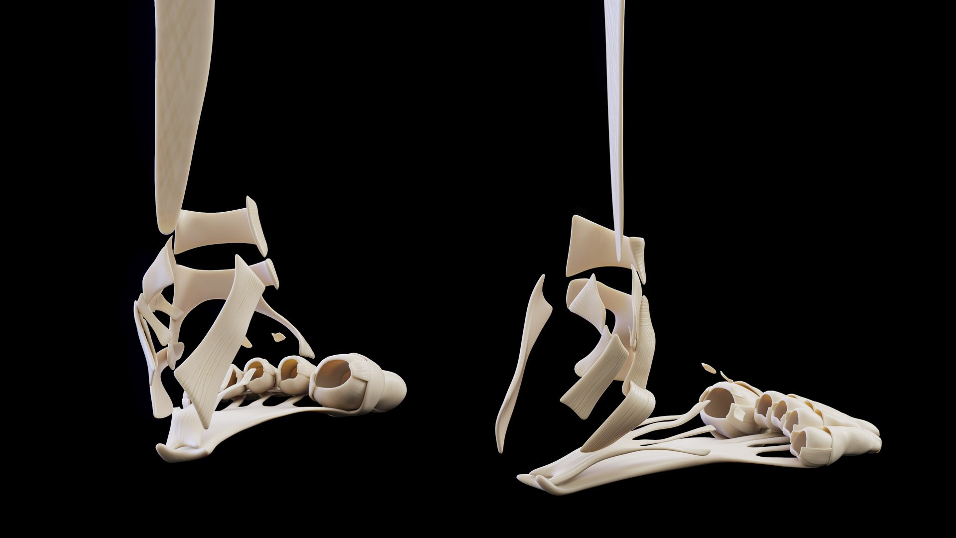 Human Male Ligaments And Skeletal System 3D Model - TurboSquid 2016419