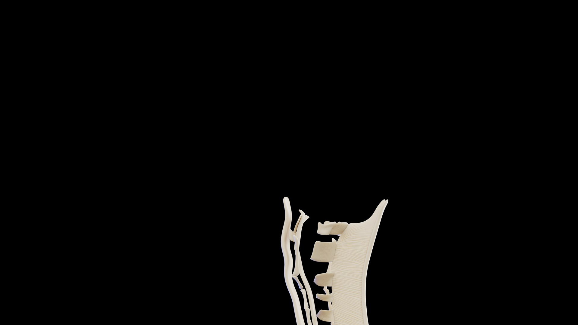 Human Male Ligaments And Skeletal System 3D Model - TurboSquid 2016419
