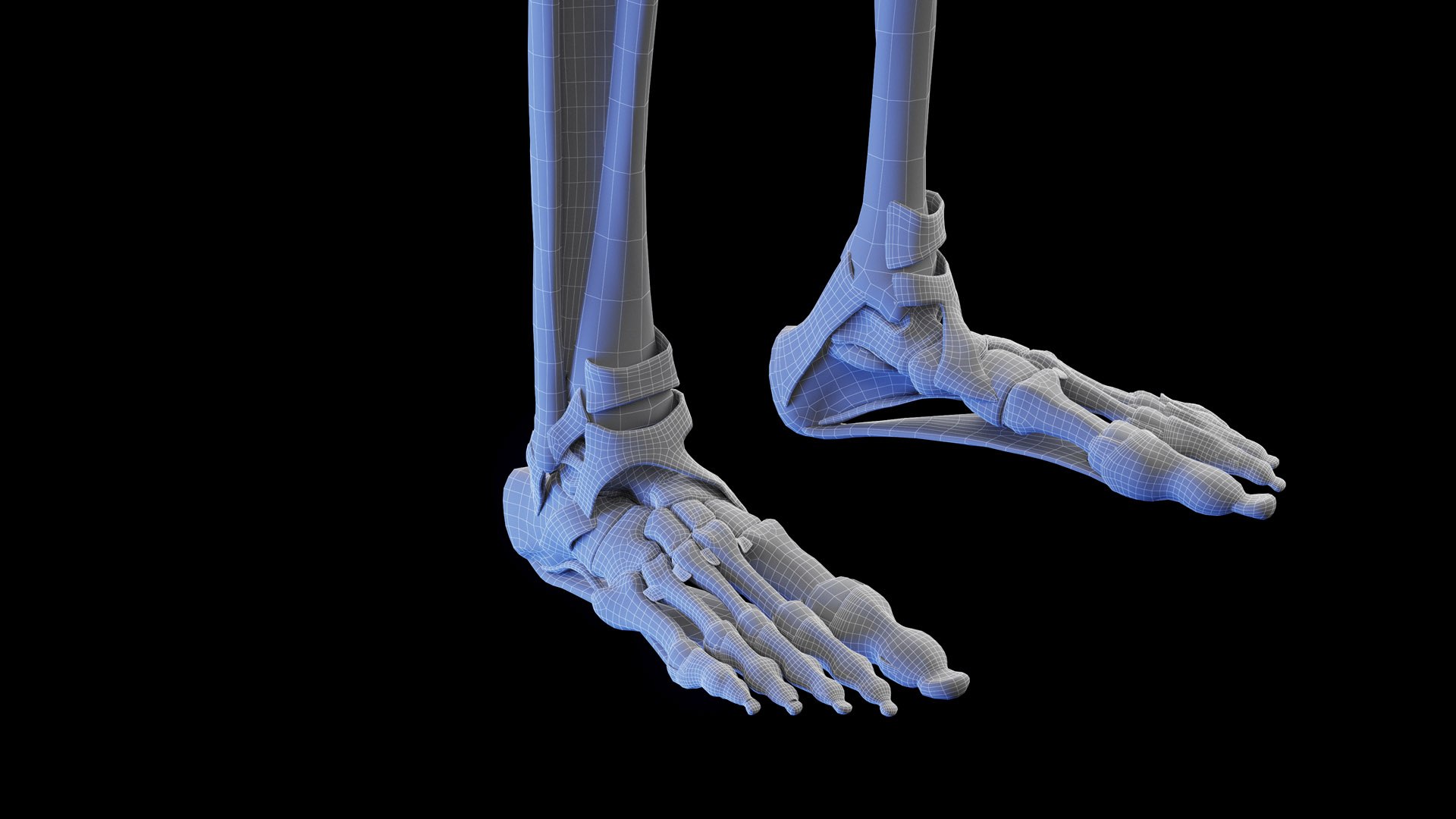 Human Male Ligaments and Skeletal System 3D model - TurboSquid 2016419