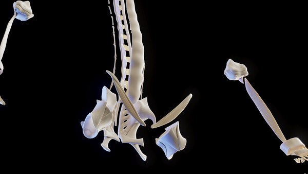 Human Male Ligaments and Skeletal System3D模型 - TurboSquid 2016419
