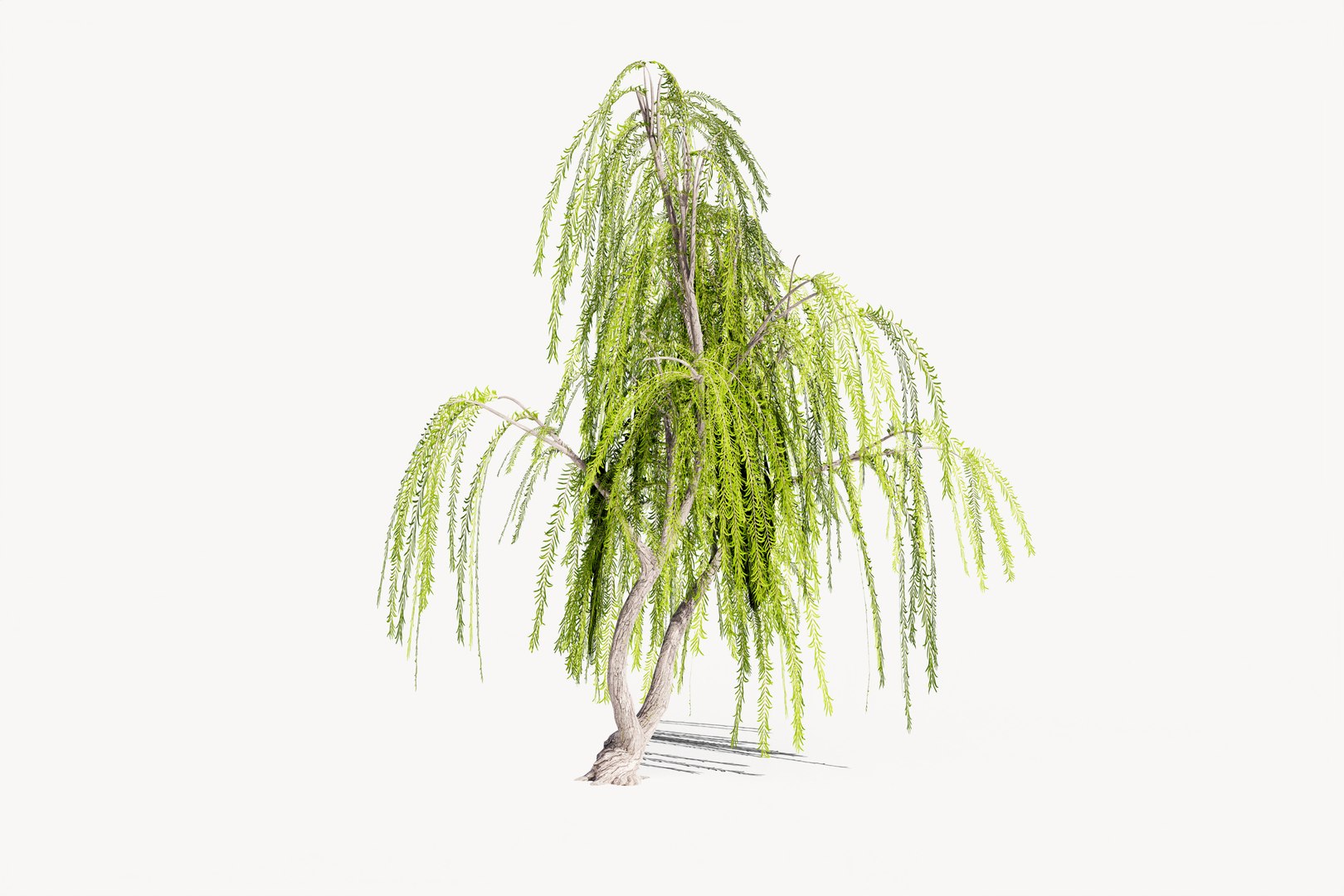 5 Willow Tree Low-poly 3D Model 3D - TurboSquid 2249810