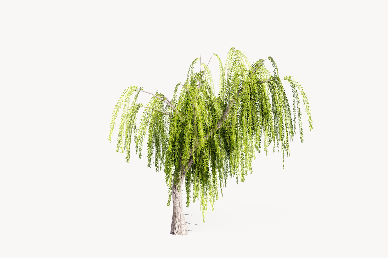5 Willow Tree Low-poly 3D Model 3D - TurboSquid 2249810