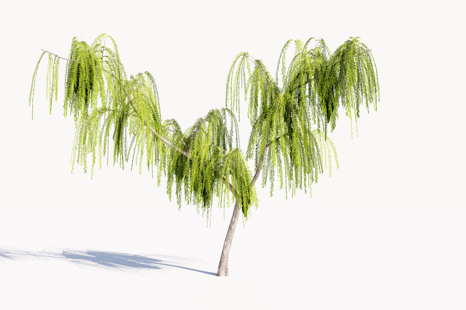 5 Willow Tree Low-poly 3D Model 3D - TurboSquid 2249810