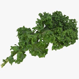 3D Kale Models - Browse & Download Formats - TurboSquid