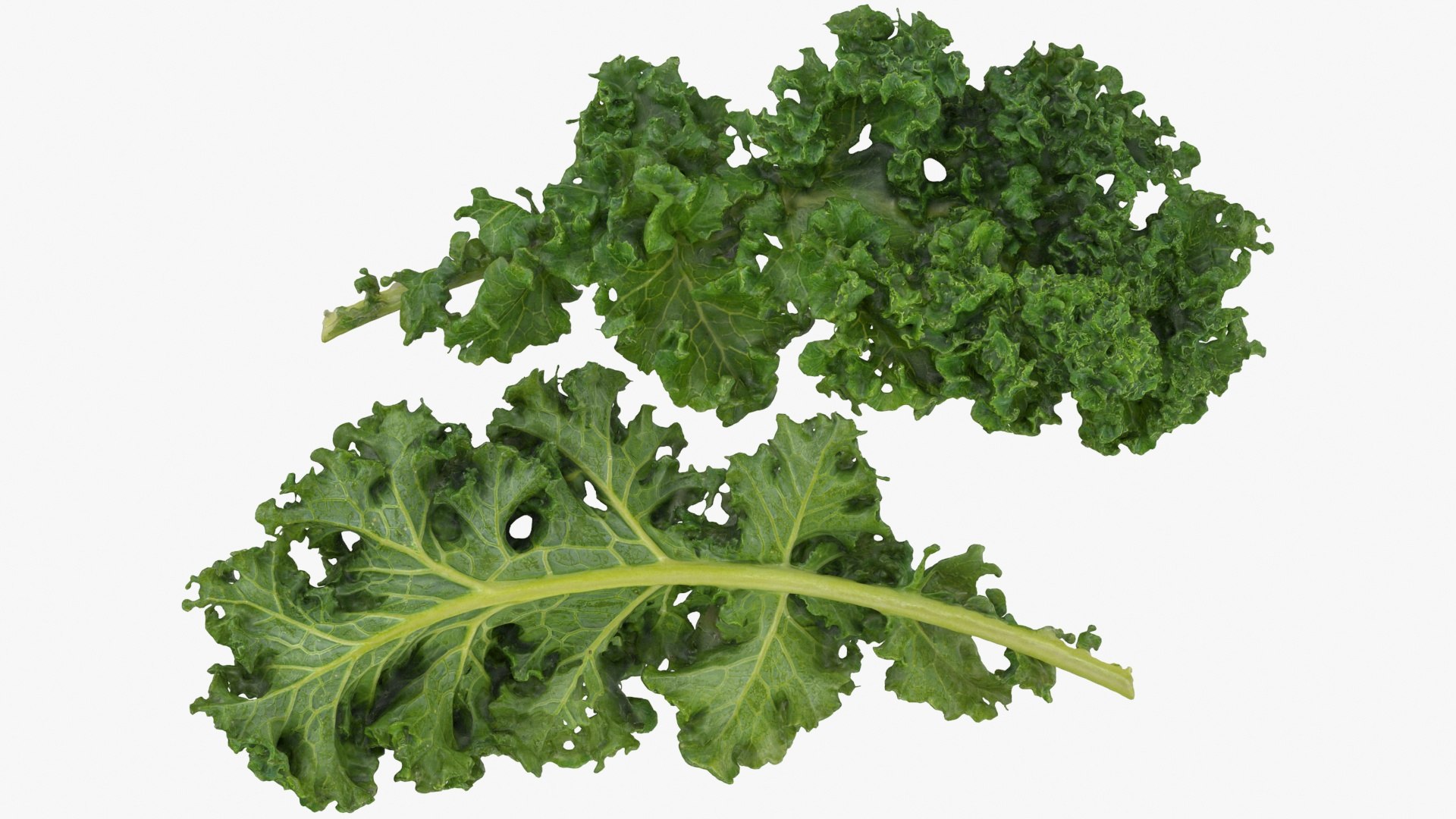 Kale 3D Model - TurboSquid 2189454