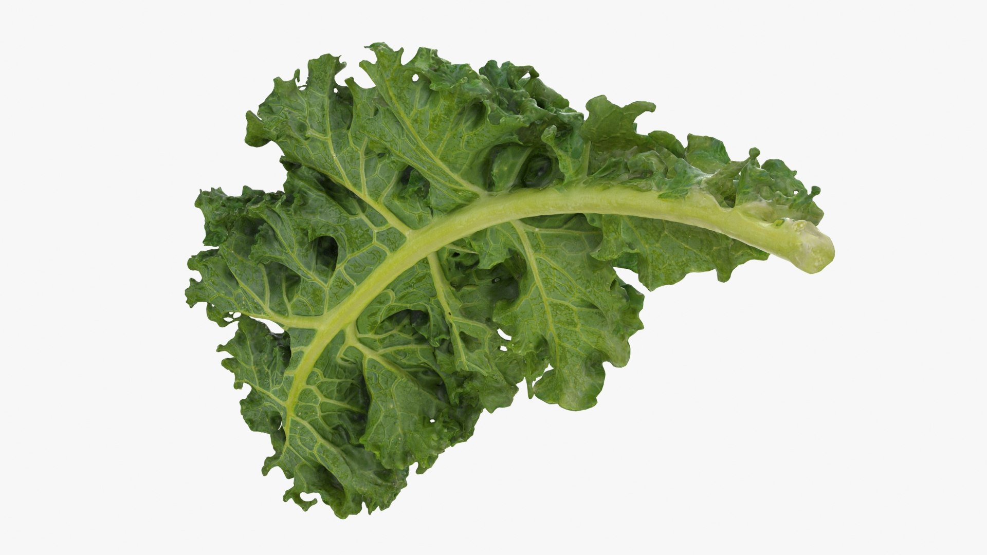 Kale 3D Model - TurboSquid 2189454
