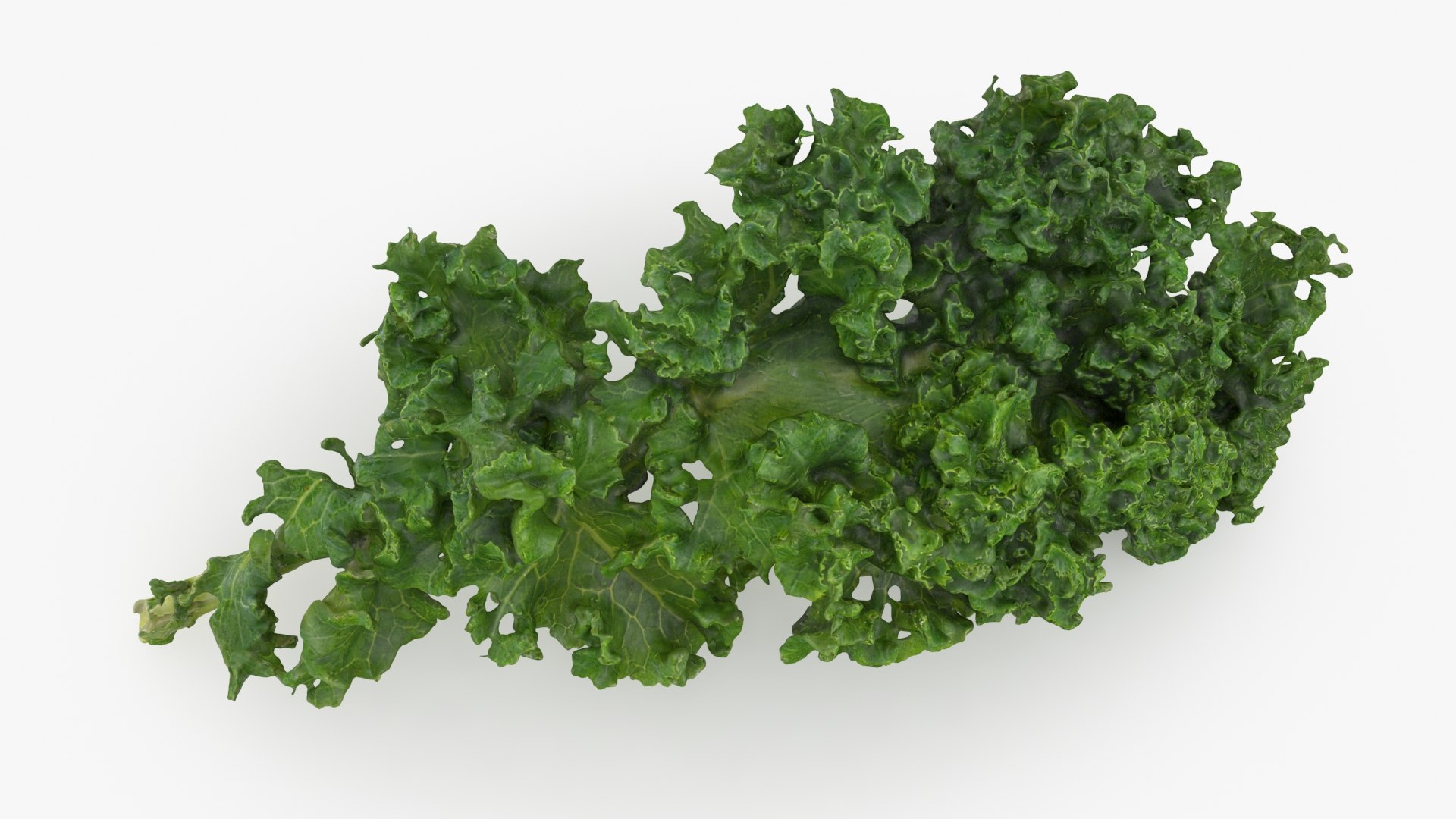 Kale 3D Model - TurboSquid 2189454