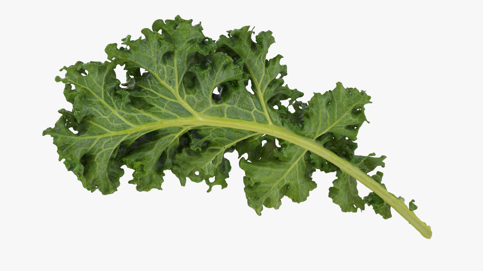 Kale 3D Model - TurboSquid 2189454