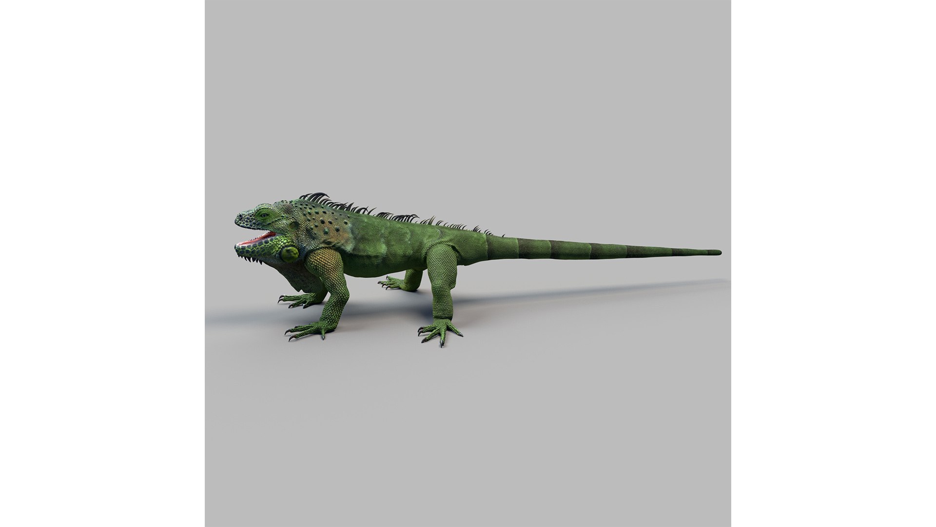 Iguana Rigged 3D Model - TurboSquid 1616254