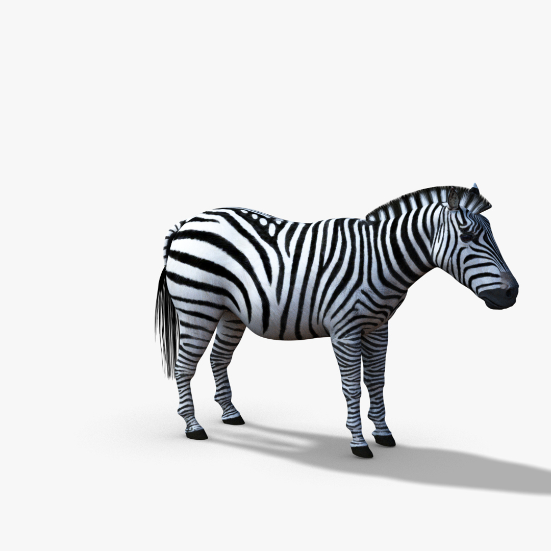 Zebra Rigged Unity3d 3D Model - TurboSquid 1176328