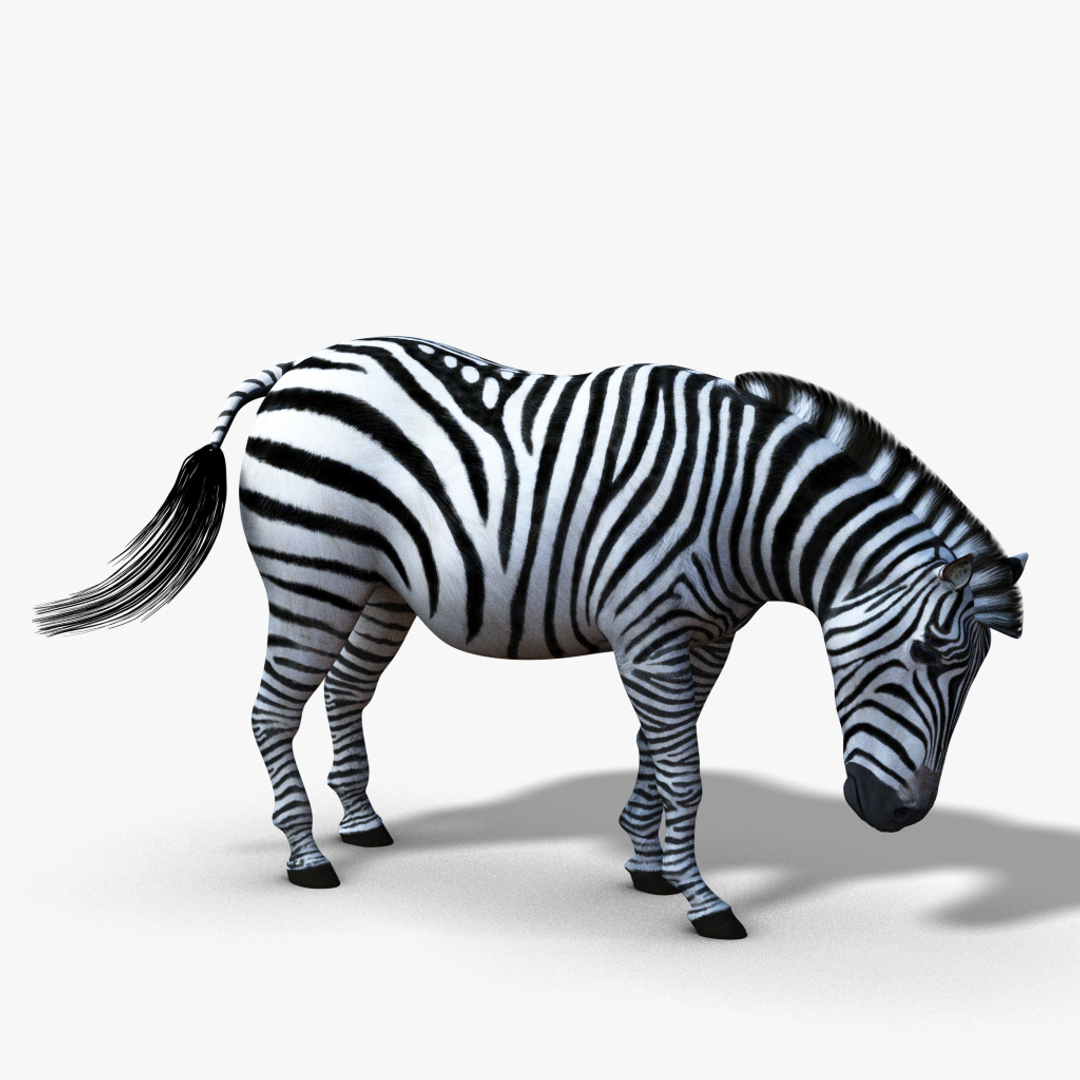Zebra Rigged Unity3d 3D Model - TurboSquid 1176328