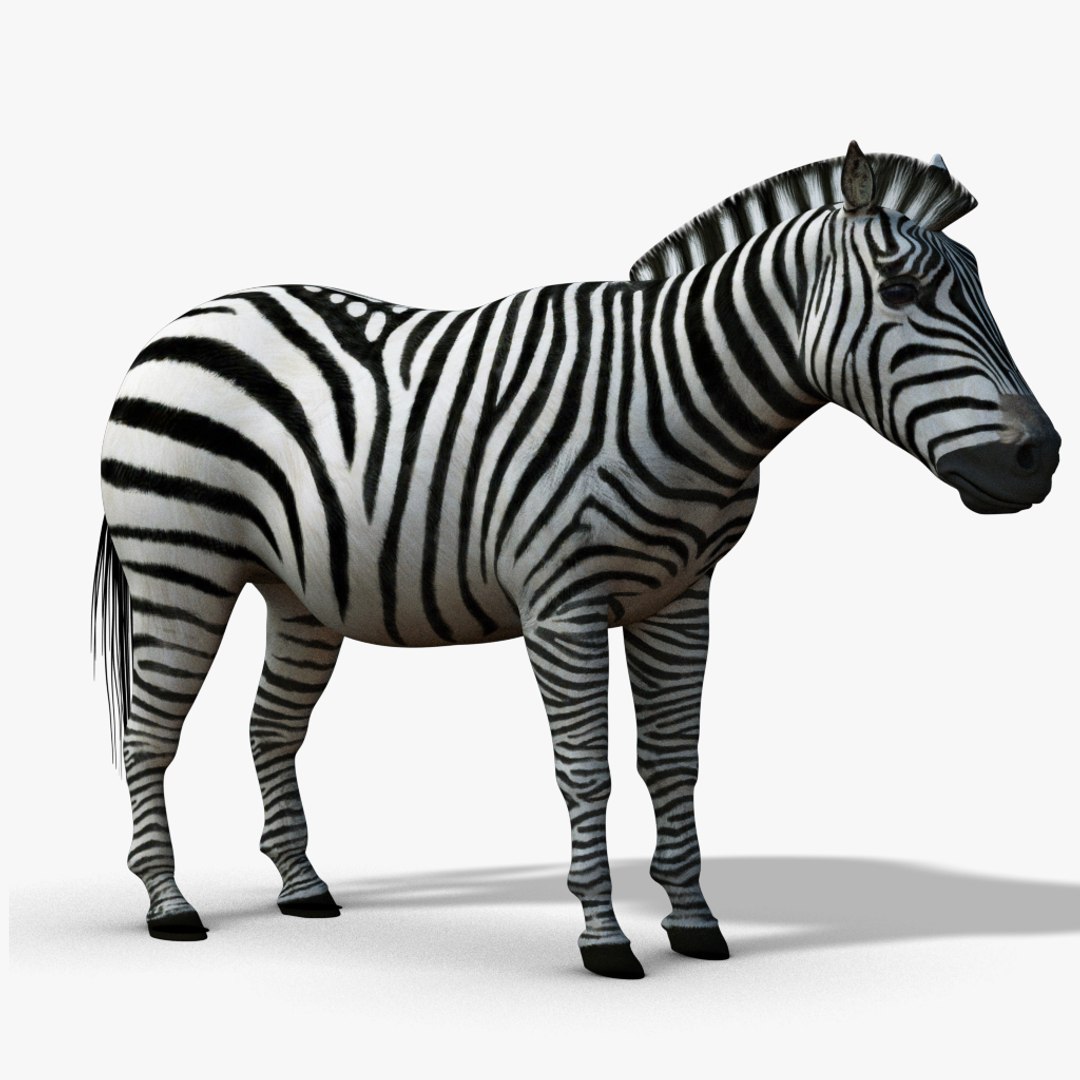 Zebra Rigged Unity3d 3D Model - TurboSquid 1176328