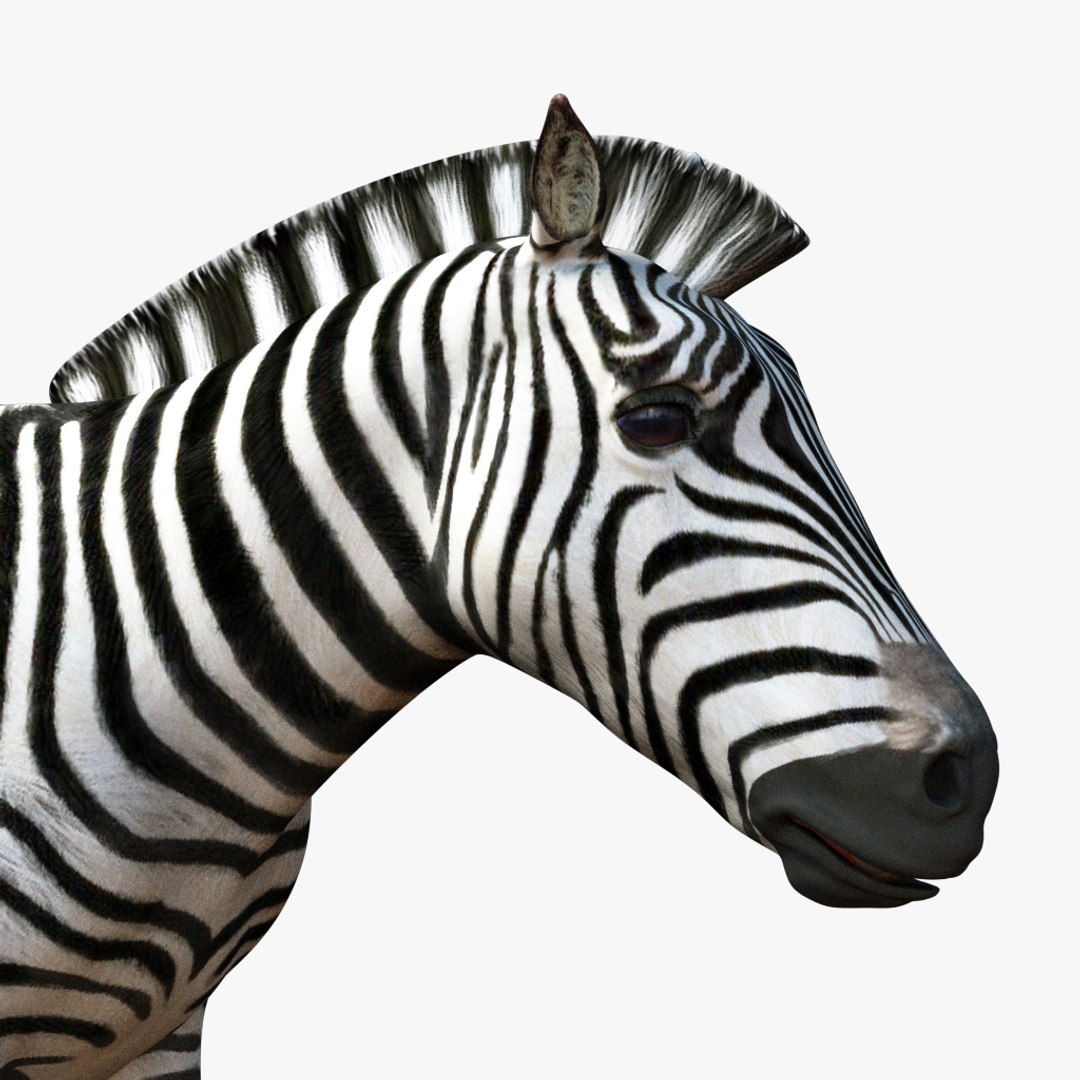 Zebra Rigged Unity3d 3D Model - TurboSquid 1176328