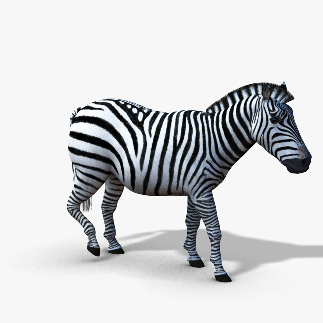 Zebra Rigged Unity3d 3D Model - TurboSquid 1176328