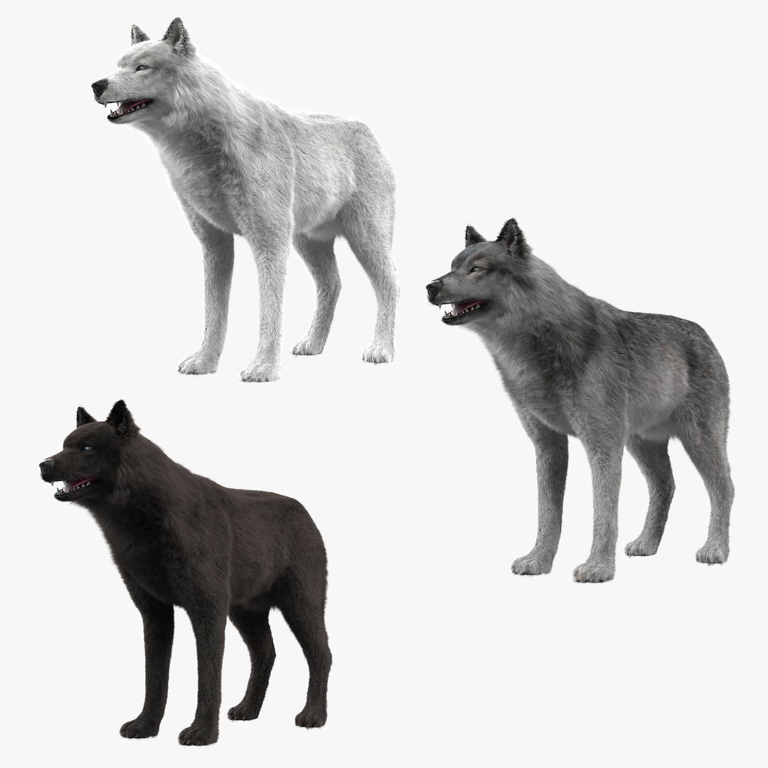 modelo 3d Coleccion de lobos - TurboSquid 1033974