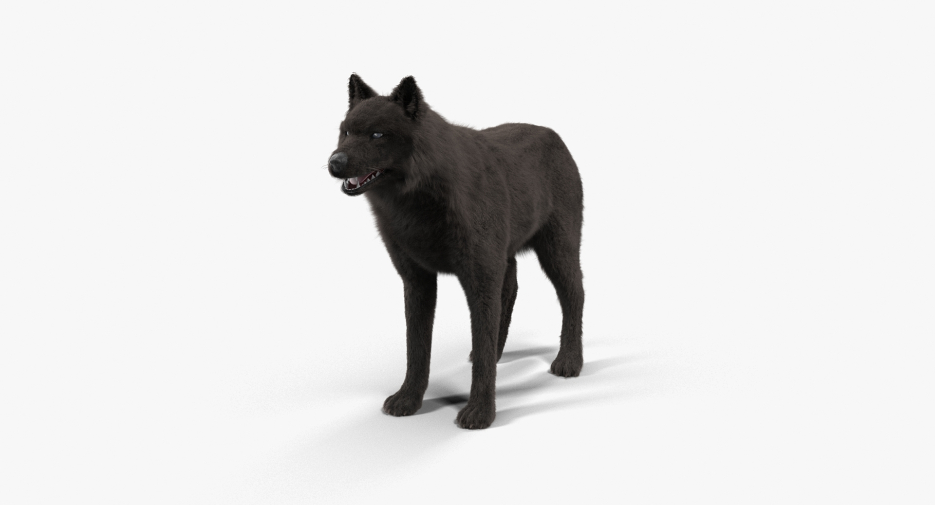 3d Wolf Colletion Model