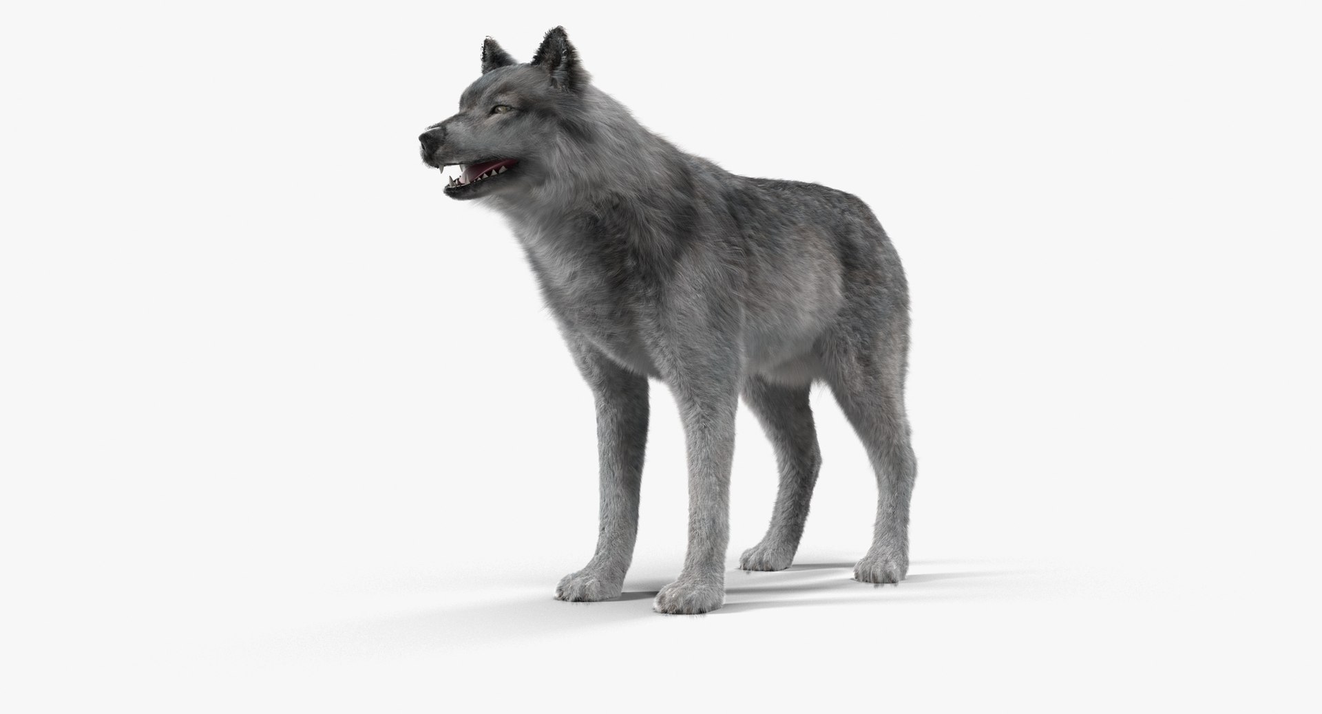 3d wolf colletion model