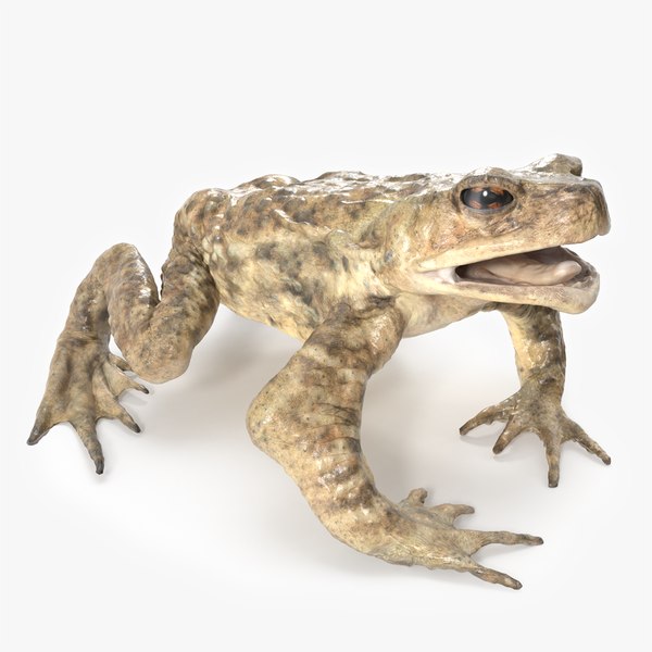 3D Toad Models | TurboSquid