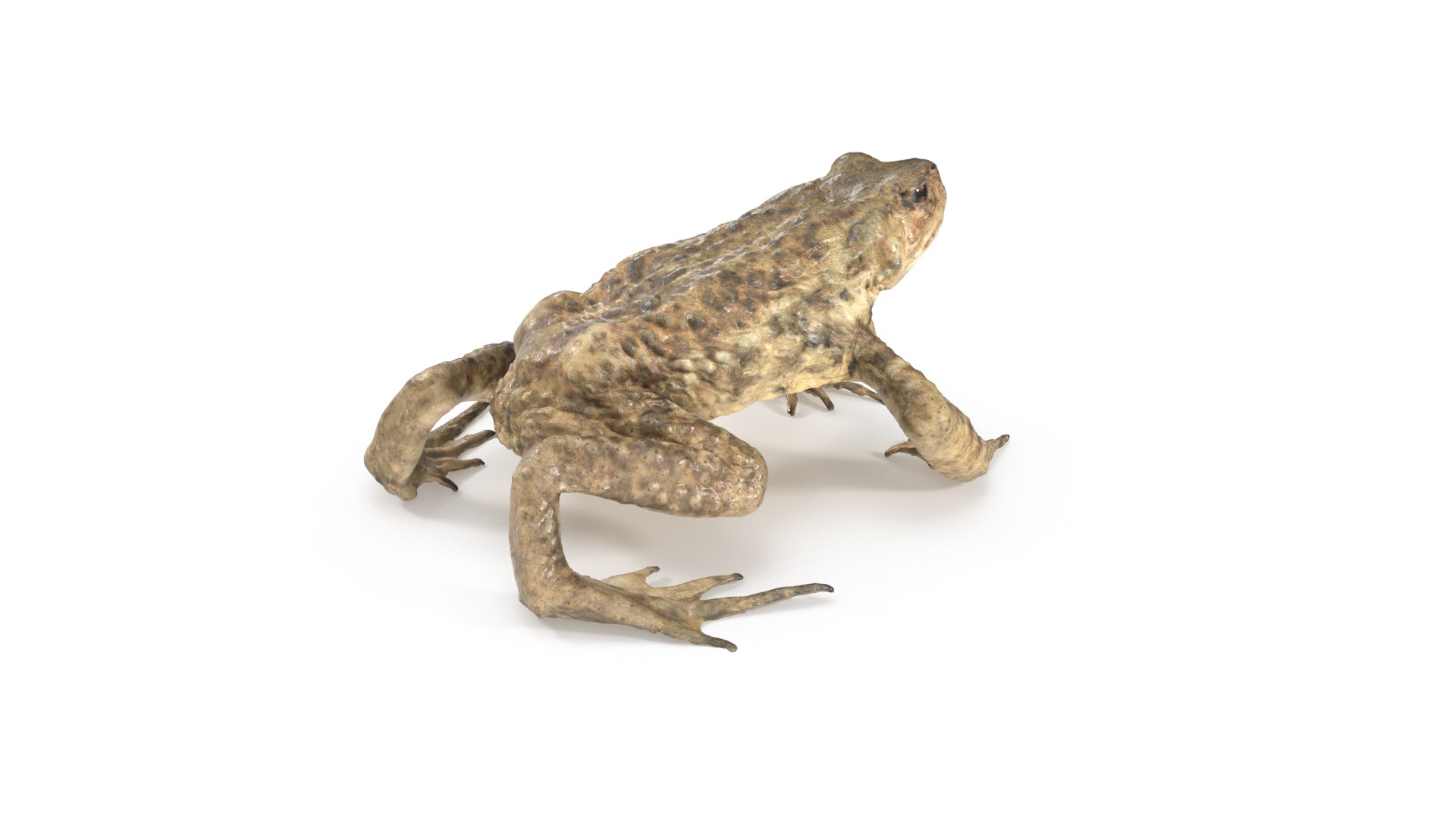 3D Swimming Toad Rigged model - TurboSquid 1975816