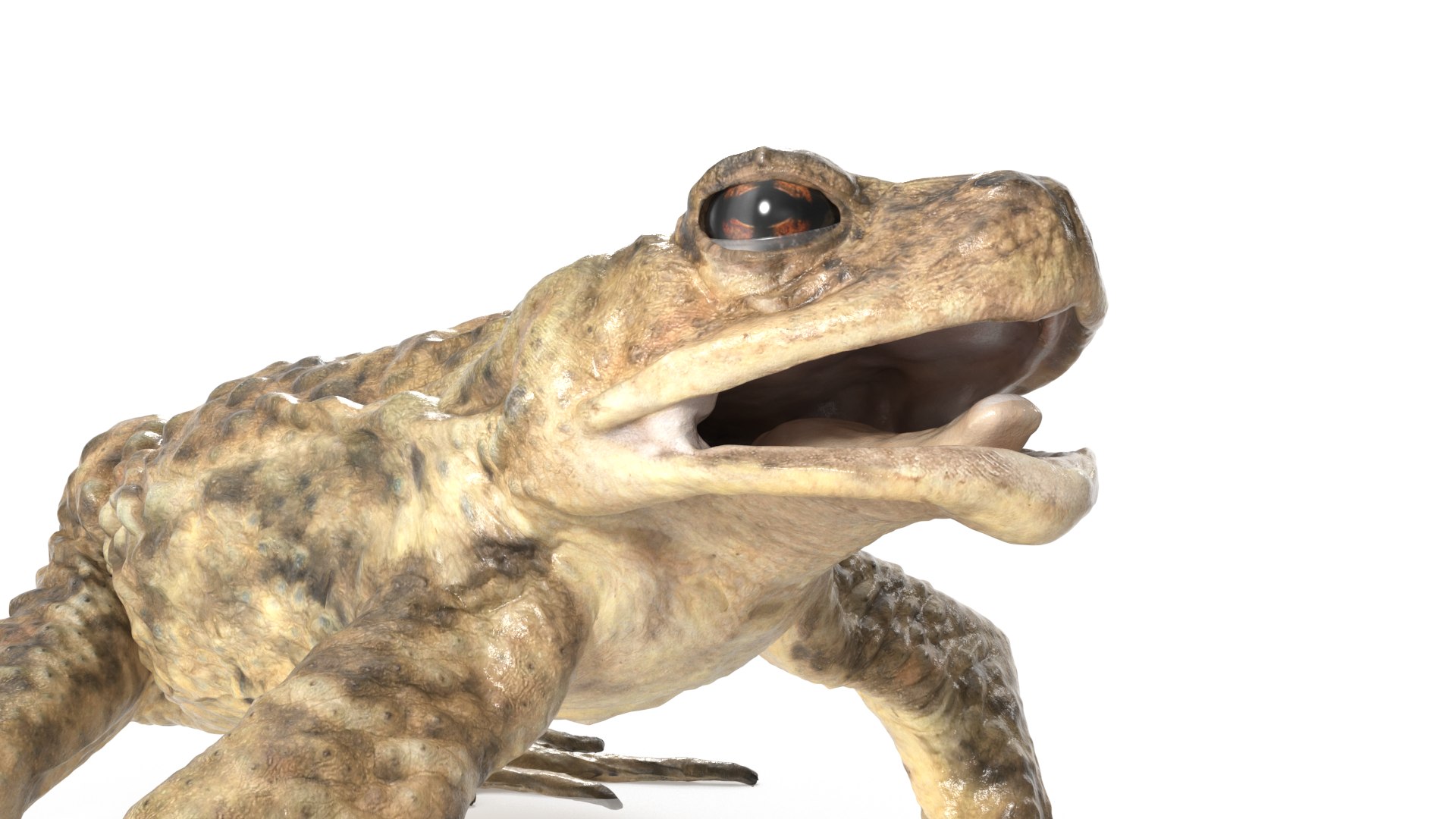 3D Swimming Toad Rigged model - TurboSquid 1975816