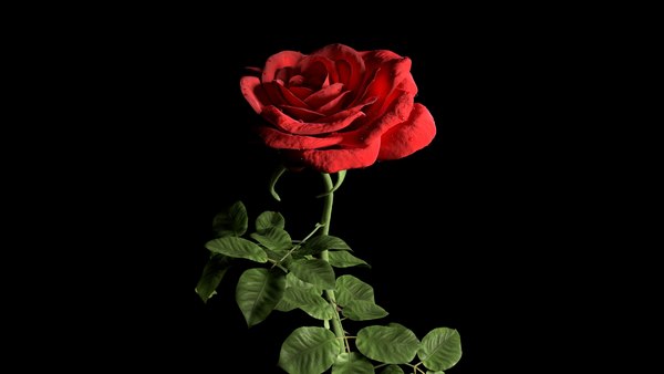 Realistic rose 3D model - TurboSquid 1295533