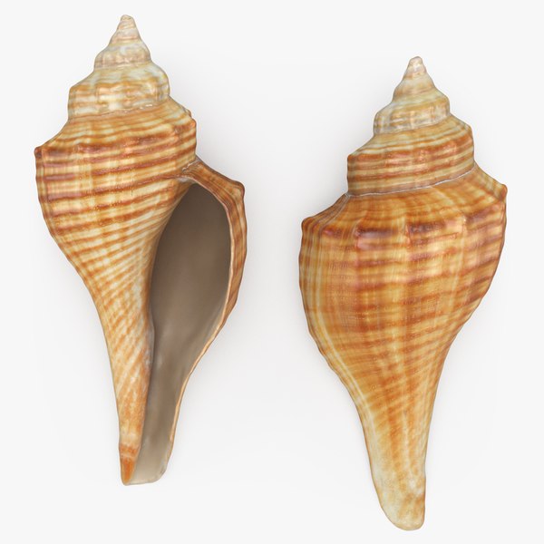 Seashell 3D Models for Download | TurboSquid