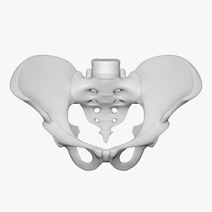 Anatomy 3D Models for Download | TurboSquid